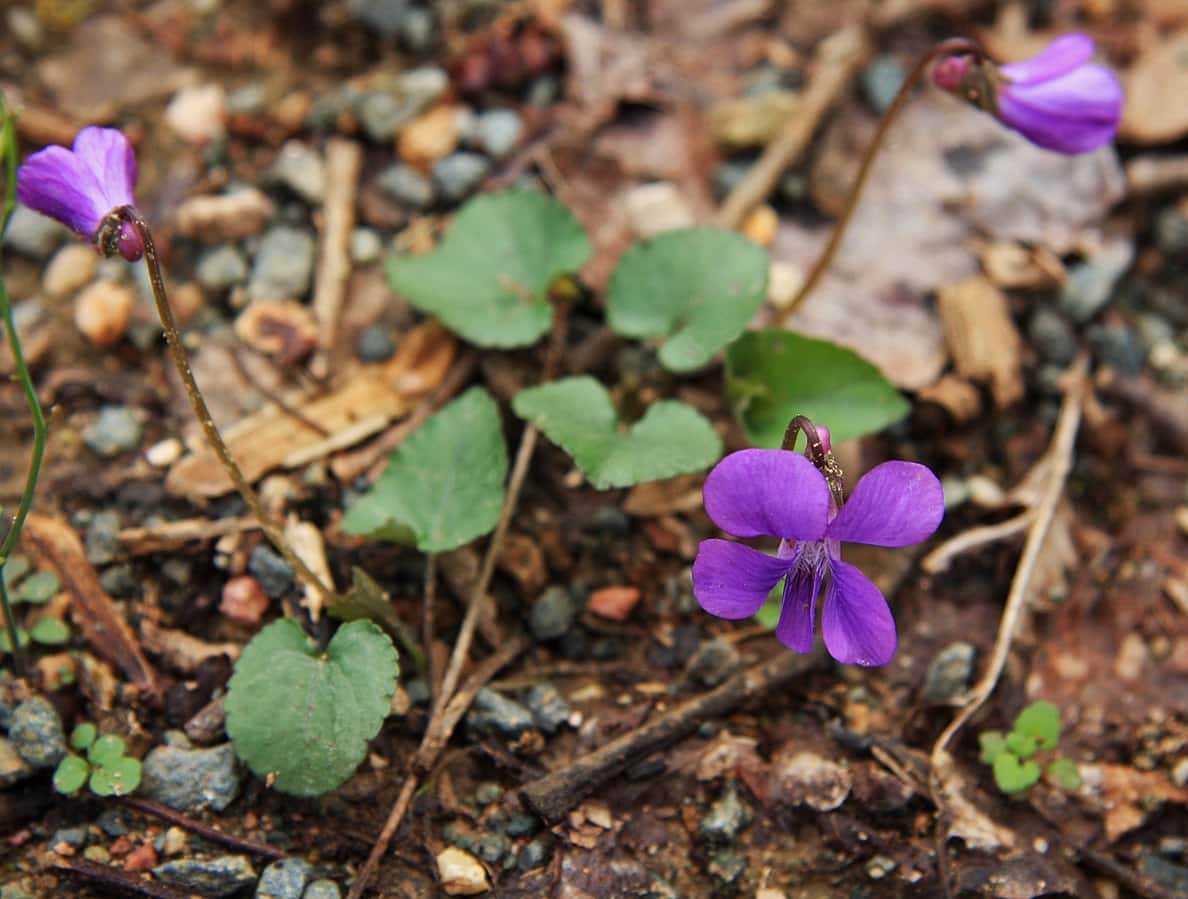 What Is the State Flower of Rhode Island? Characteristics, History ...