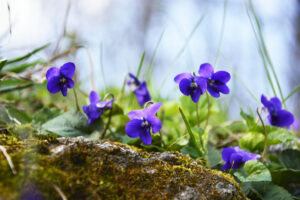 What Is the State Flower of Rhode Island? Characteristics, History ...