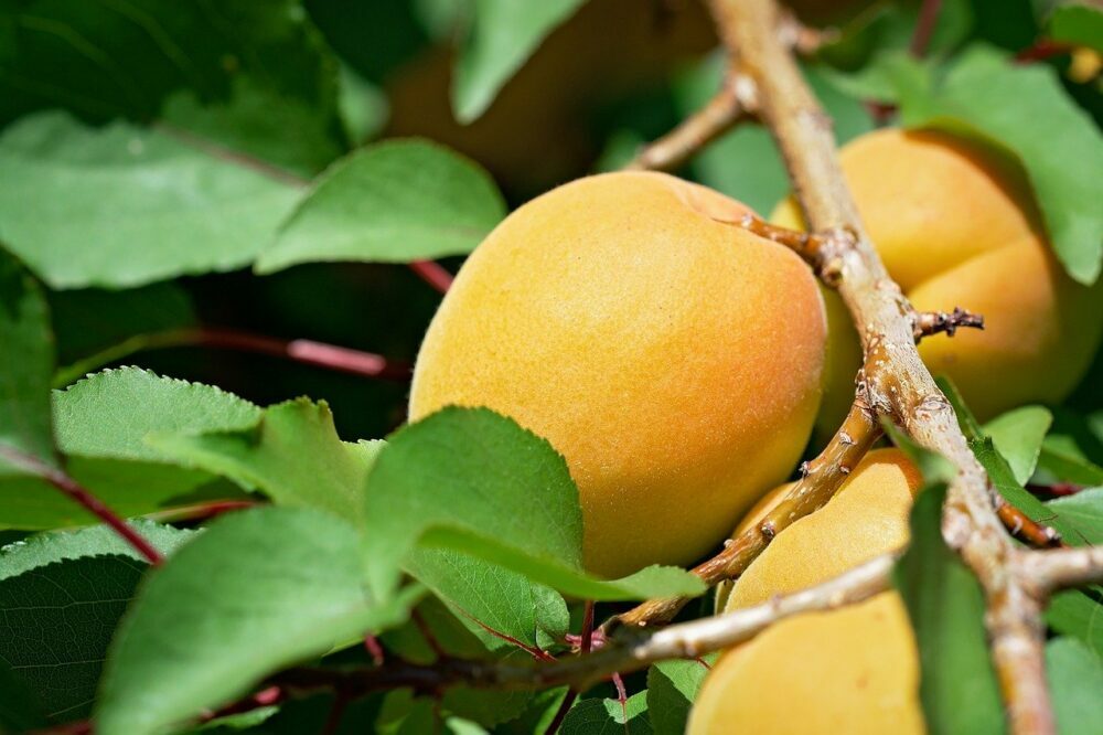 67 Types of Apricots (With Pictures) | Home Grail
