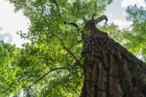 What Is the State Tree of Nebraska? History, Benefits, & Uses | Home Grail