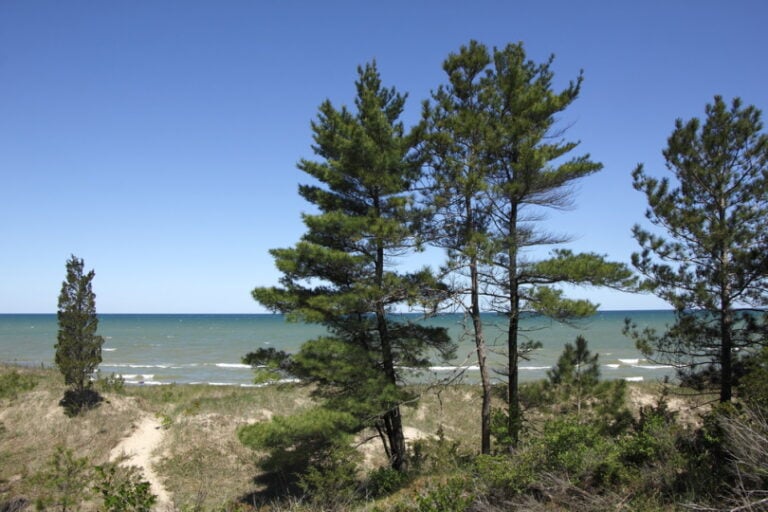 13 Types of Trees in Maryland (With Pictures) | Home Grail