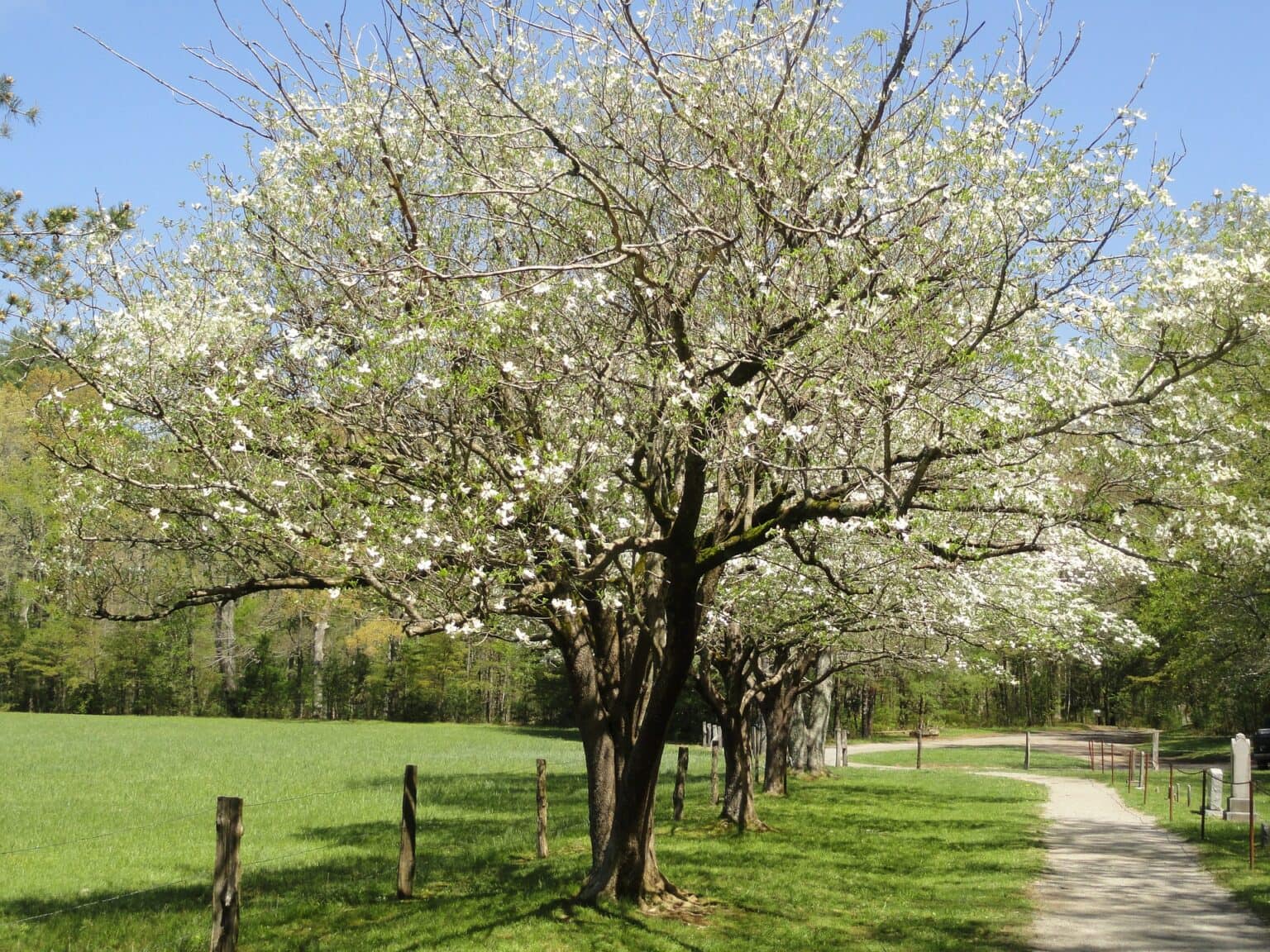 28 Types of Trees in Michigan (With Pictures) | Home Grail