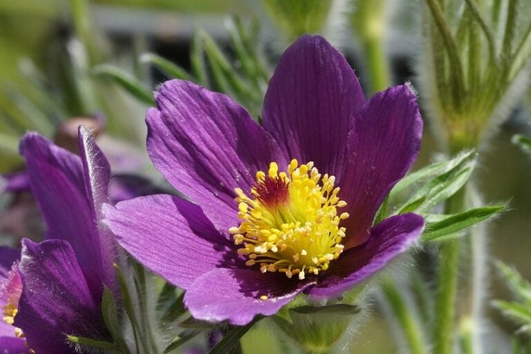 35 Wildflowers That Grow in Minnesota (Identification Guide With ...