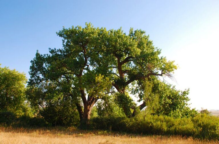 28 Types of Trees in Michigan (With Pictures) | Home Grail