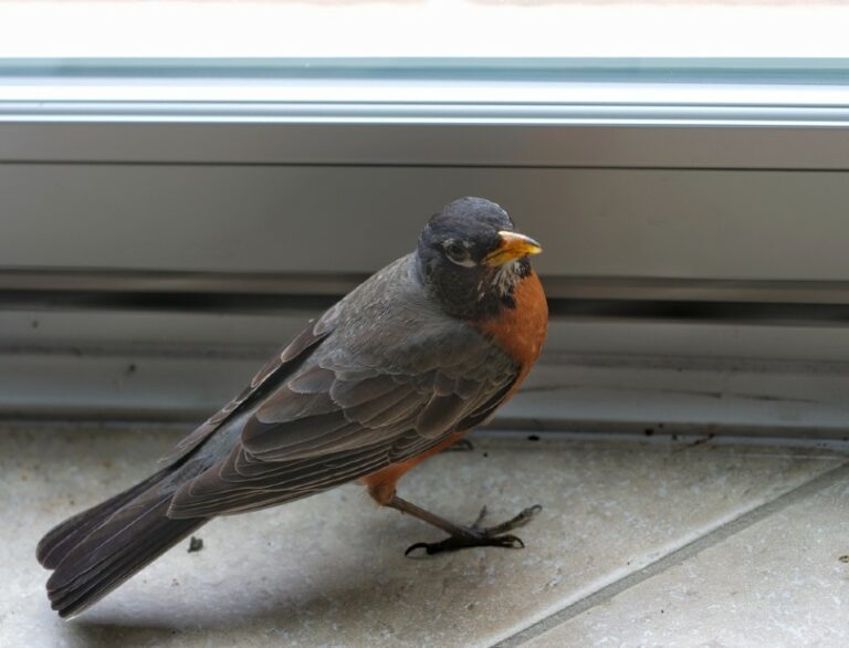 5 Humane Ways to Keep Birds from Eating Your Blackberries | Home Grail