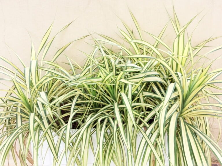Do Spider Plants Like to Be Root Bound? (Repotting Tips) | Home Grail