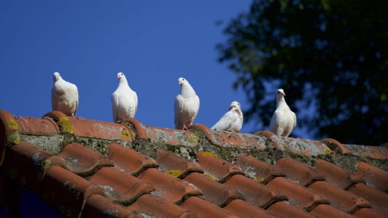 How to Keep Birds Off Your Roof: 10 Humane Ways | Home Grail