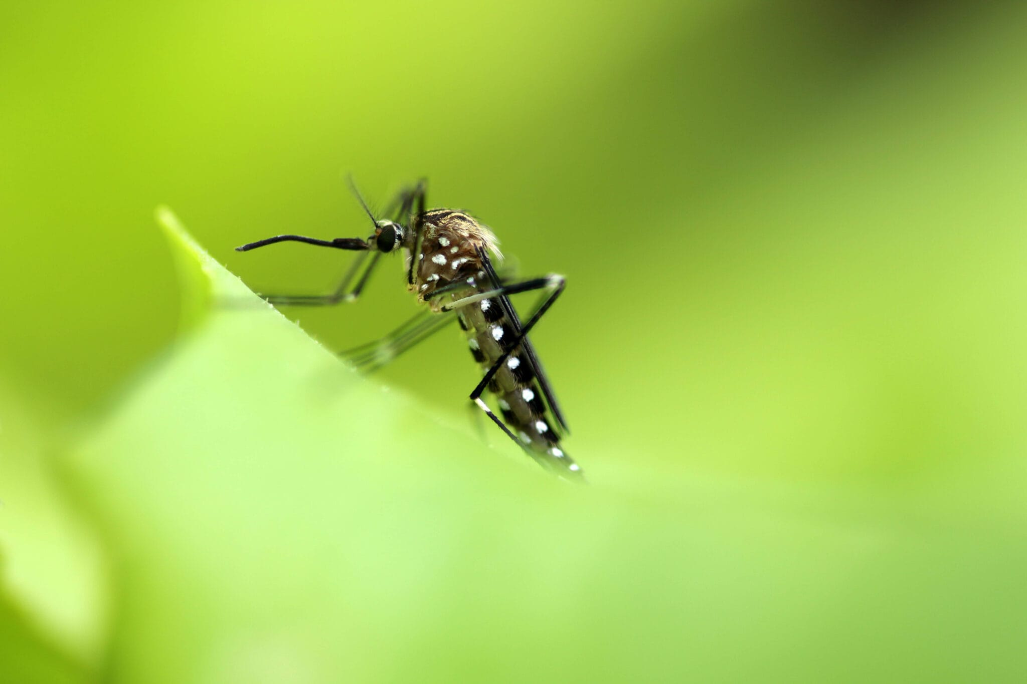 7 Types of Mosquitoes in Pennsylvania (With Pictures) | Home Grail