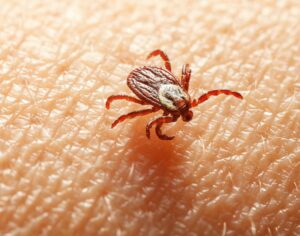 5 Different Types of Ticks in Michigan (With Pictures) | Home Grail