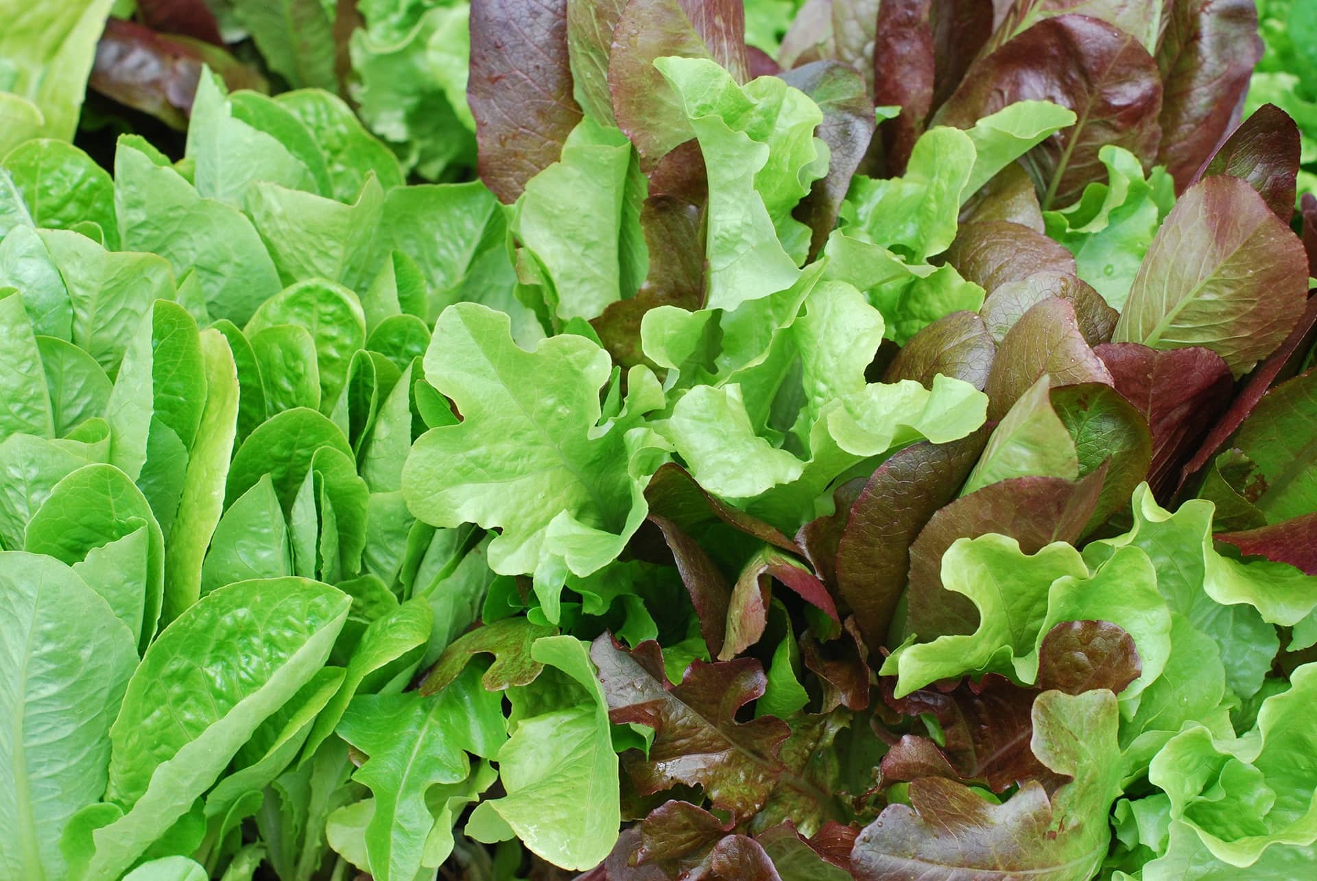 10 Best Mulch Alternatives for Your Garden (with Pictures) | Home Grail