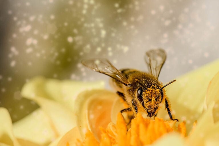 What Do Bees Eat? 6 Typical Foods | Home Grail