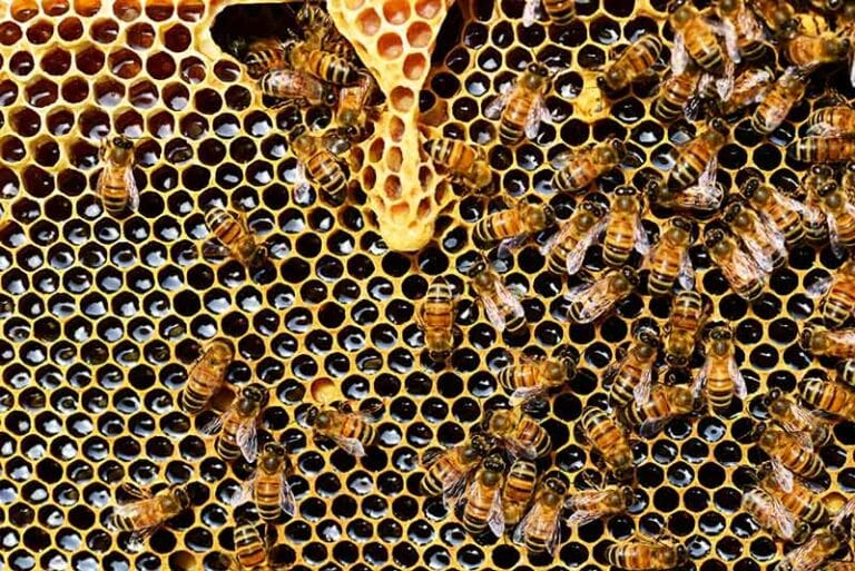 What Do Bees Eat? 6 Typical Foods | Home Grail