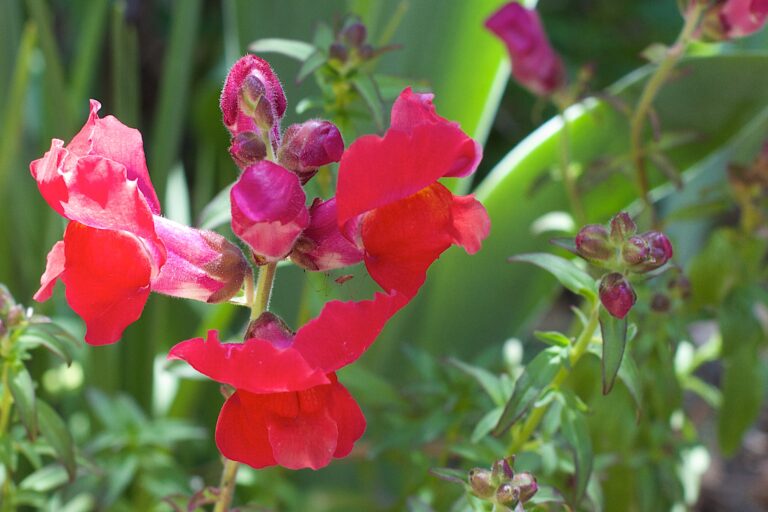 10 Types of Snapdragon Varieties to Grow at Home (With Pictures) | Home ...