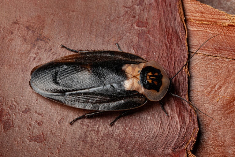 What Are Giant Flying Cockroaches? 6 Types | Home Grail