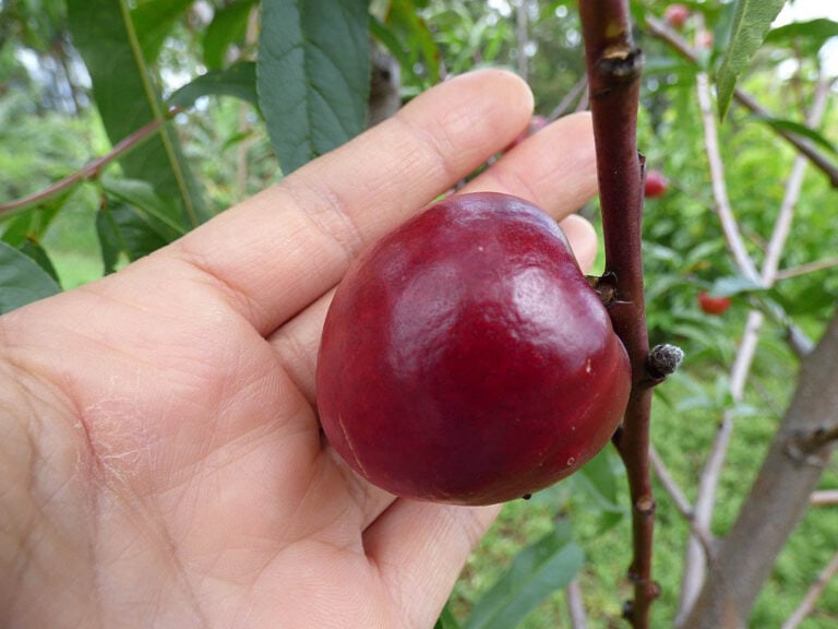 56 Nectarine Varieties: An Overview (With Pictures) | Home Grail