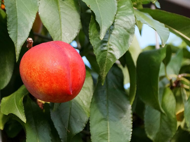 56 Nectarine Varieties: An Overview (With Pictures) | Home Grail