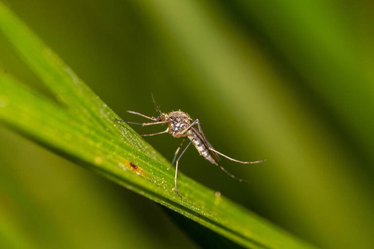 7 Types of Mosquitoes in Pennsylvania (With Pictures) | Home Grail