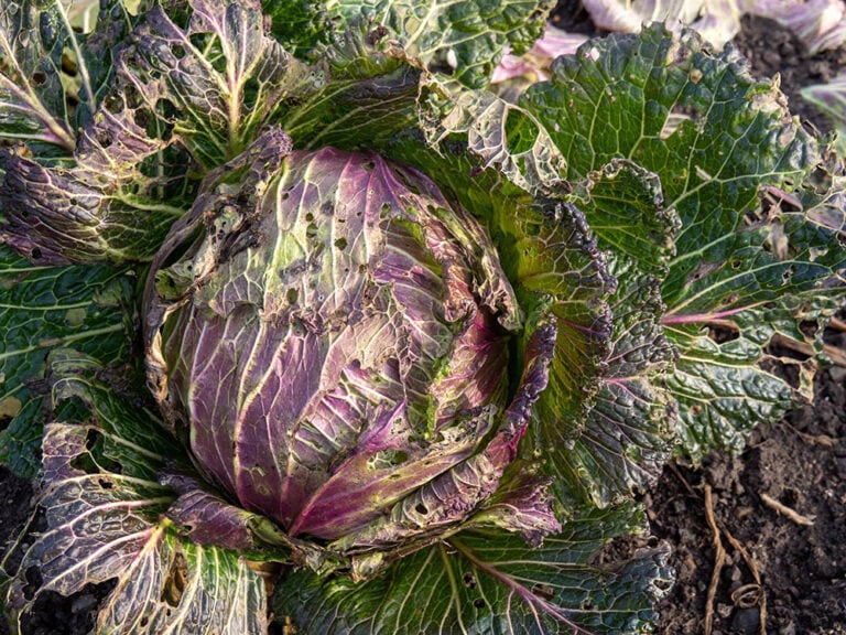 10 Best Cabbage Varieties to Grow At Home (With Pictures) | Home Grail