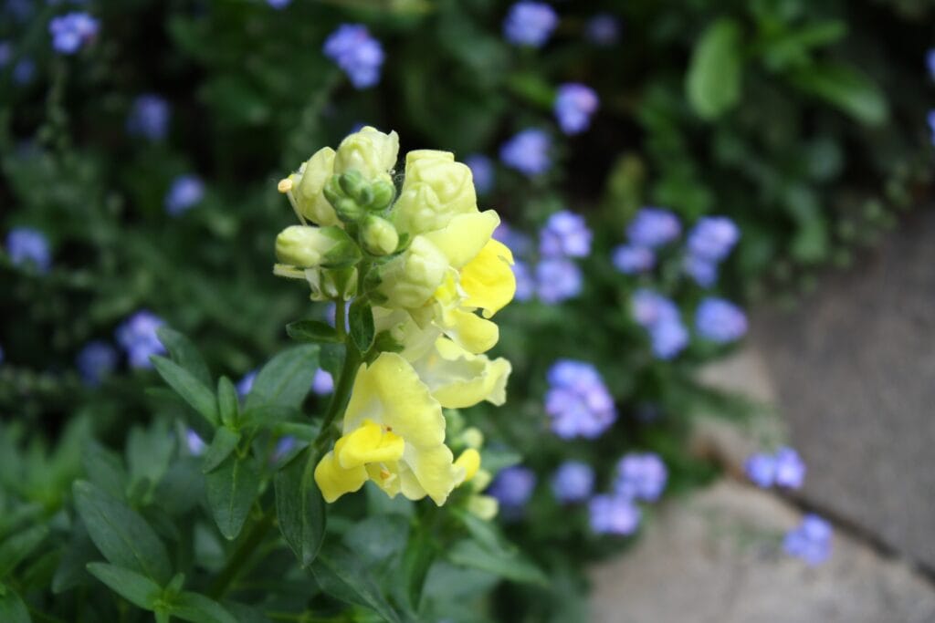 10 Types of Snapdragon Varieties to Grow at Home (With Pictures) | Home ...