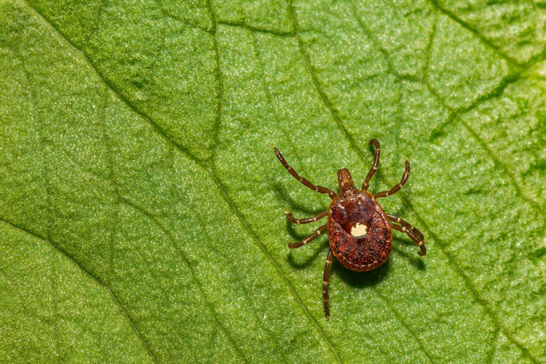 5 Different Types of Ticks in Michigan (With Pictures) | Home Grail
