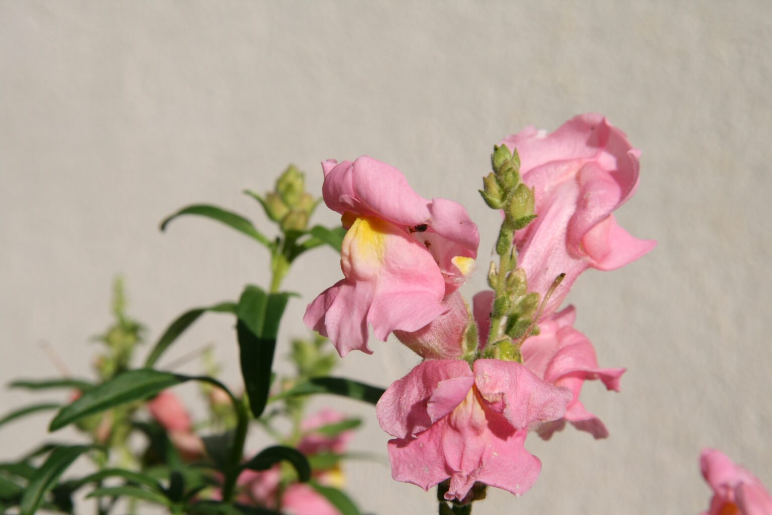 10 Types of Snapdragon Varieties to Grow at Home (With Pictures) | Home ...