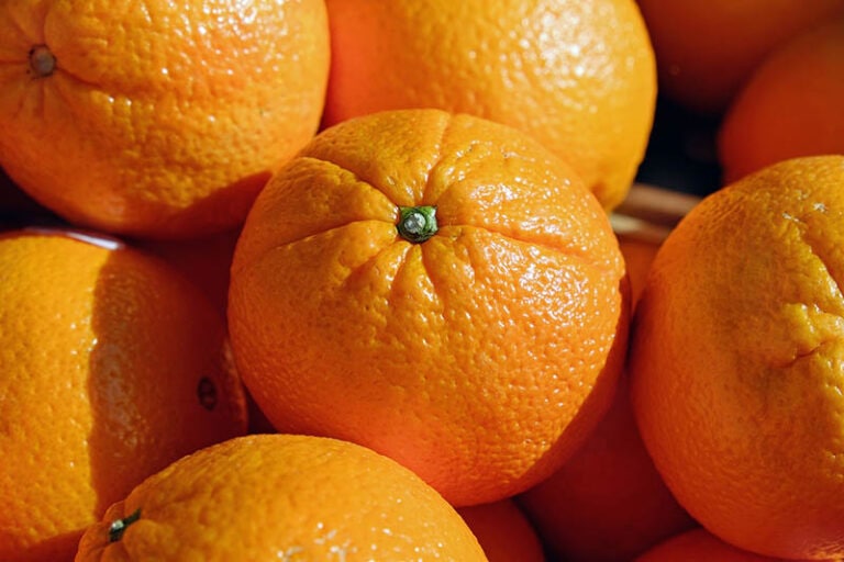 10 Types of Oranges & What They’re Best For (With Pictures) | Home Grail