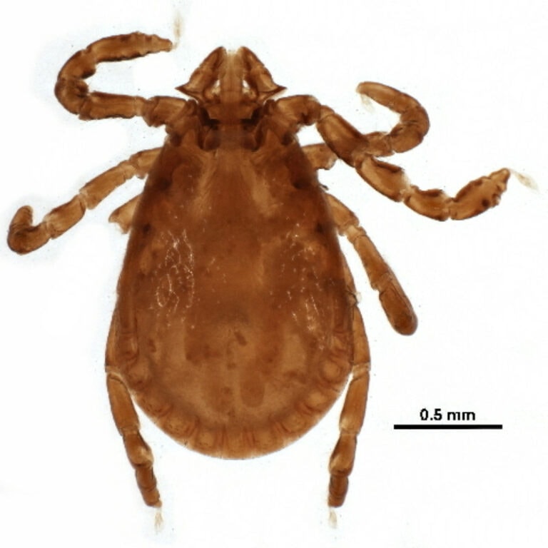 8 Types of Ticks in Arizona (With Pictures) | Home Grail