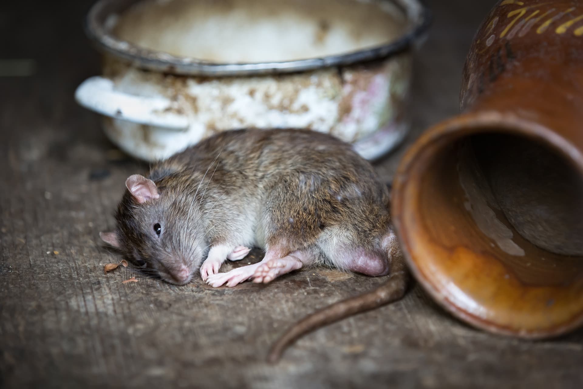 How Do Rats Get in an Attic? Signs of Presence & Getting Rid of Them ...