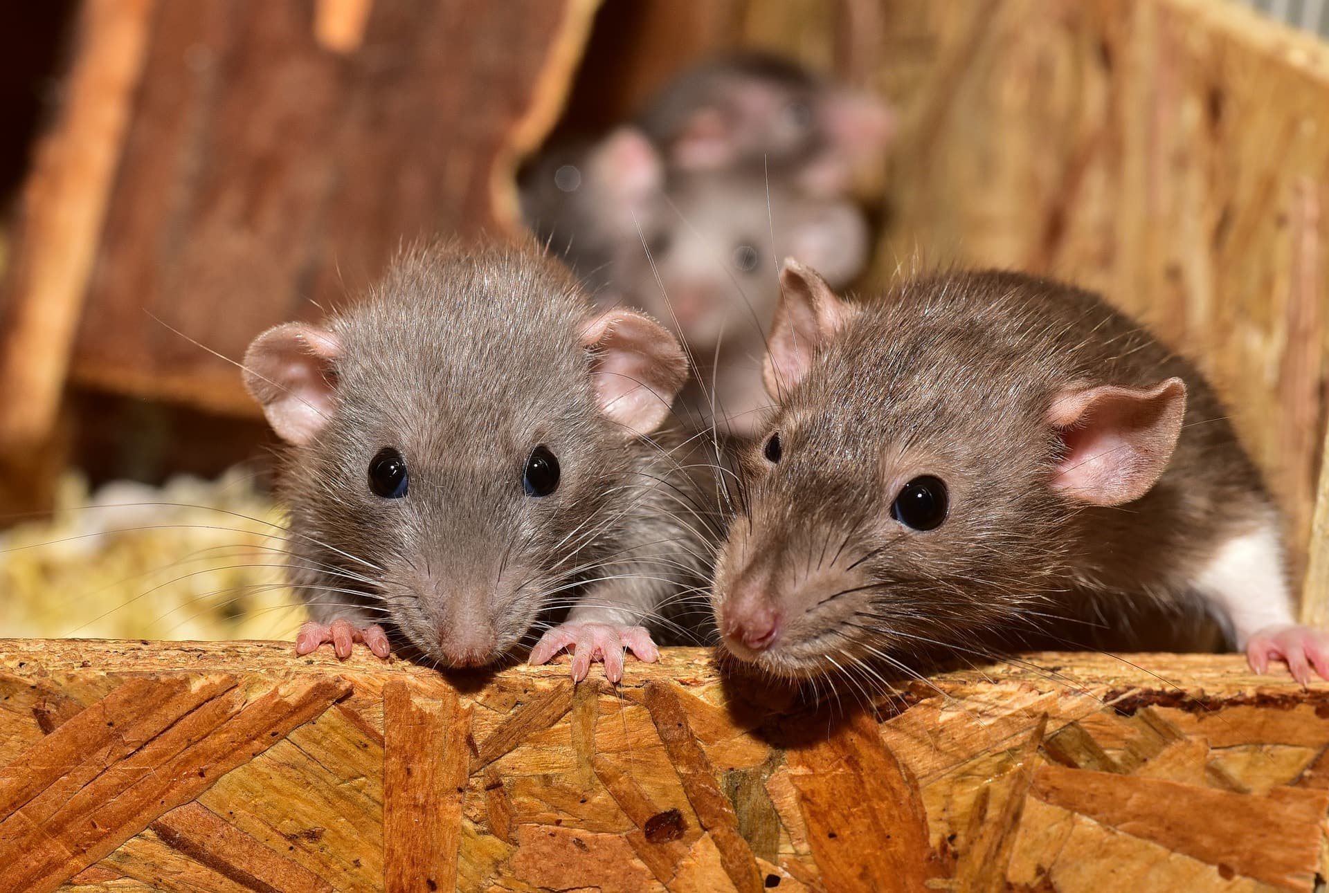 How Do Rats Get in an Attic? Signs of Presence & Getting Rid of Them ...
