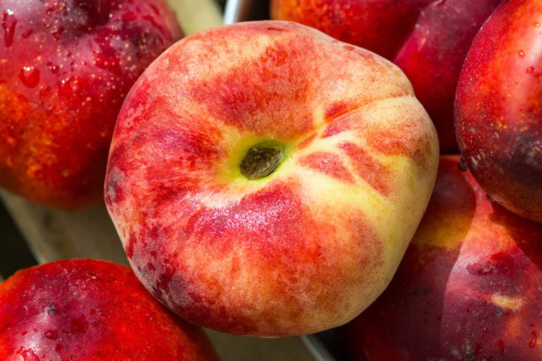 56 Nectarine Varieties: An Overview (With Pictures) | Home Grail