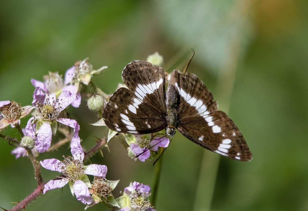 10 Most Common Butterflies in Oklahoma (With Pictures) | Home Grail