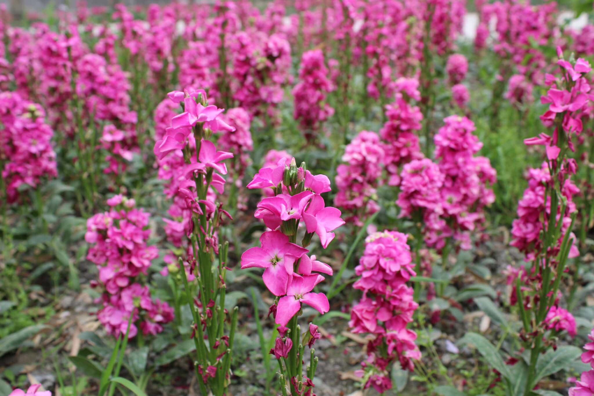 10 Types of Snapdragon Varieties to Grow at Home (With Pictures) | Home ...