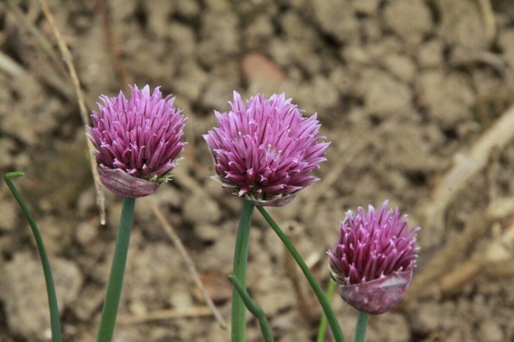 5 Varieties of Chives to Grow at Home (with Pictures) | Home Grail