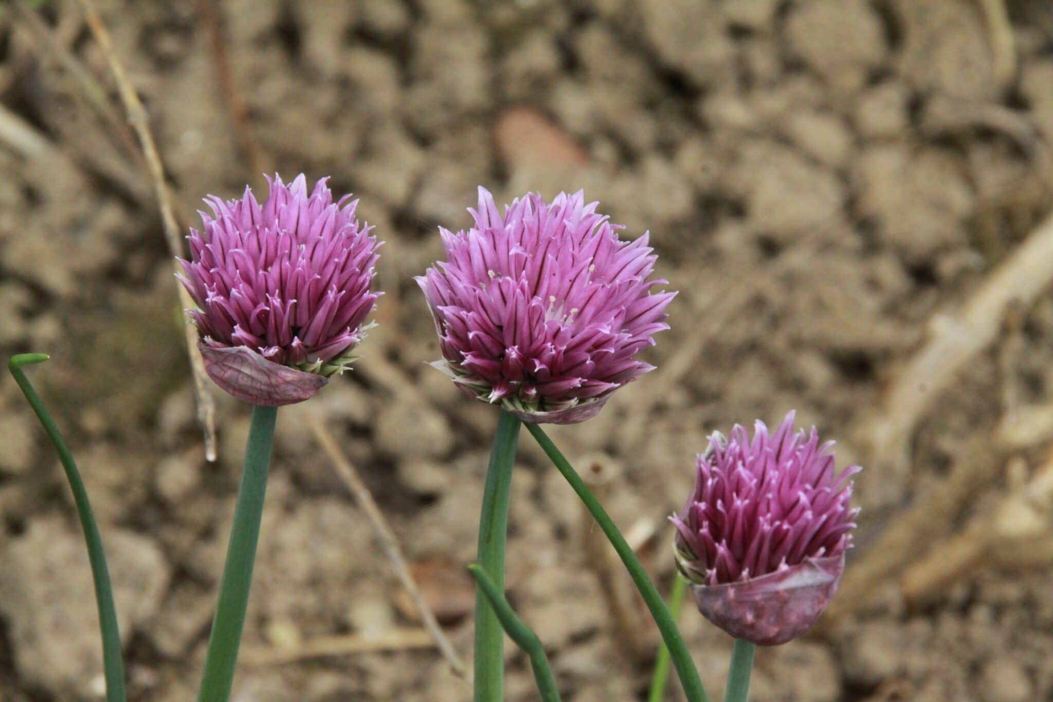 5 Varieties of Chives to Grow at Home (with Pictures) | Home Grail