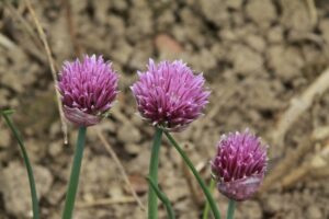 5 Varieties of Chives to Grow at Home (with Pictures) | Home Grail