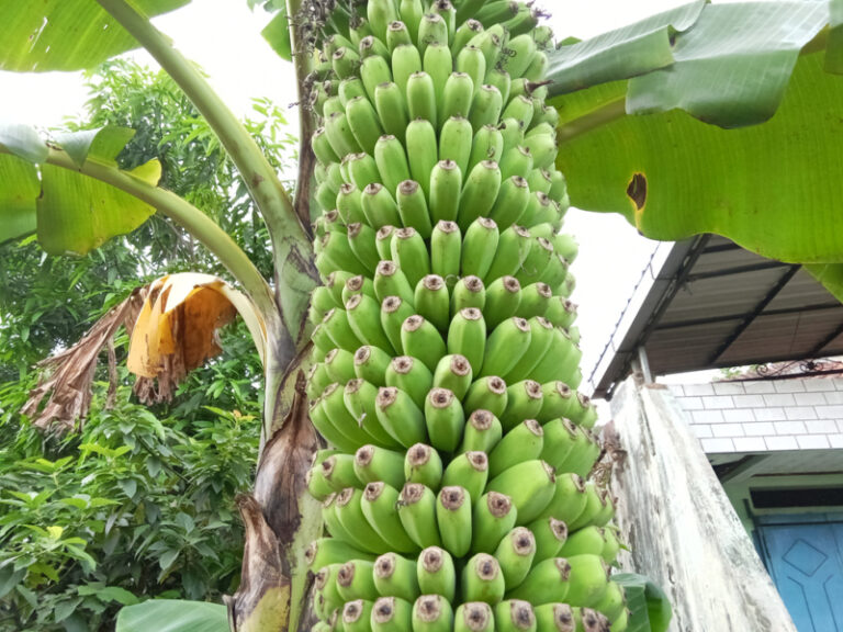12 Different Types of Bananas - An Overview | Home Grail