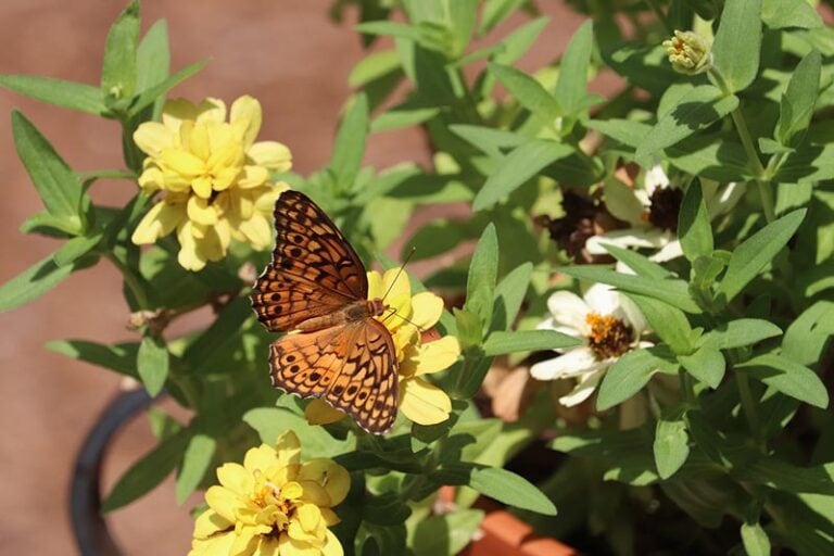 20 Most Common Types of Butterflies in Tennessee (With Pictures) | Home ...
