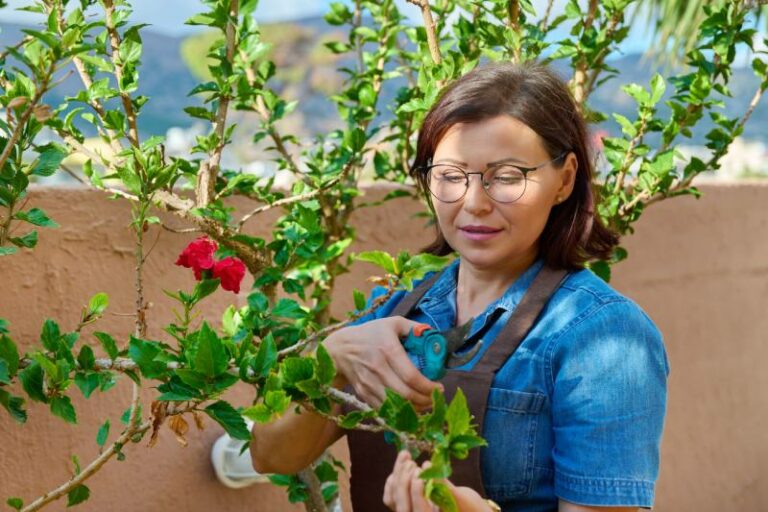 How to Prune Hibiscus: 6 Useful Tips, When to Do It & More | Home Grail