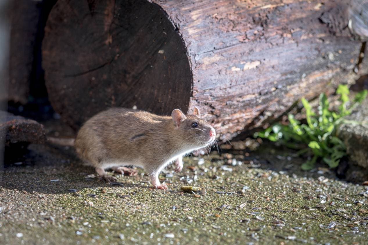 Rats in Texas: Types, Facts, and Tips for Homeowners | Home Grail