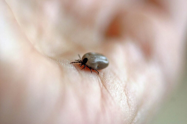 5 Types of Ticks in Alabama (With Pictures) | Home Grail
