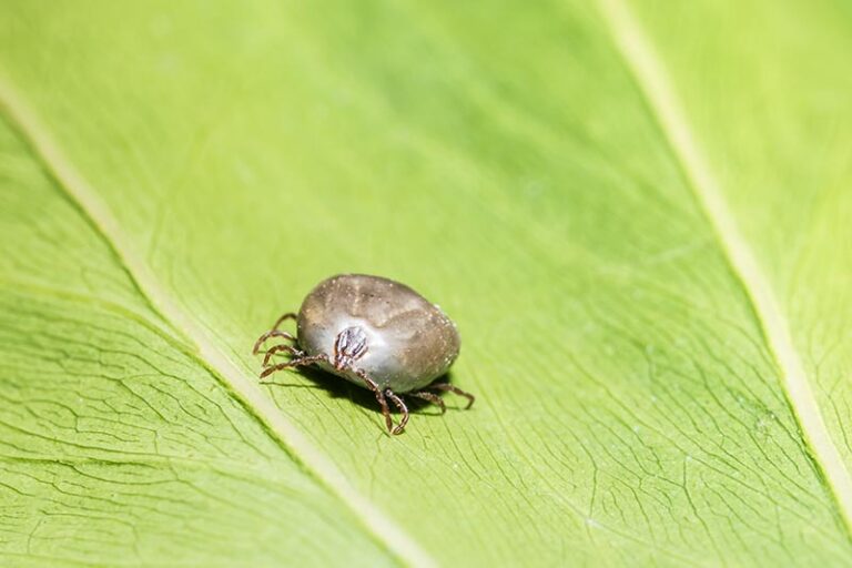 3 Types of Ticks in Wisconsin (with Pictures) | Home Grail