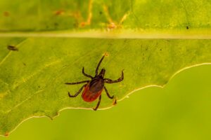 4 Types of Ticks in Canada (With Pictures) | Home Grail