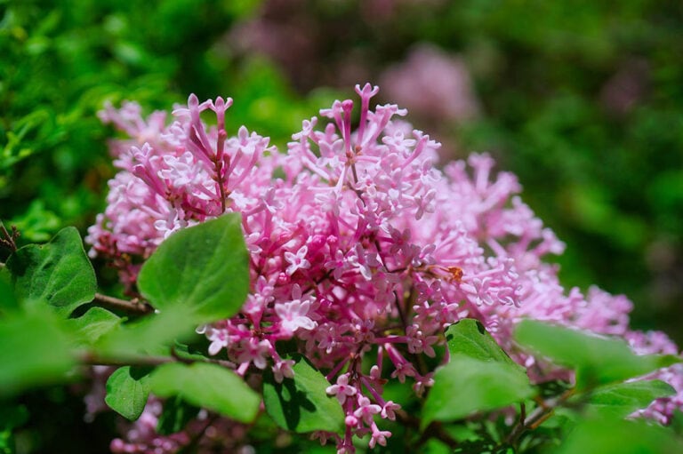 How Fast Do Lilac Bushes Grow? 4 Tips & Tricks | Home Grail