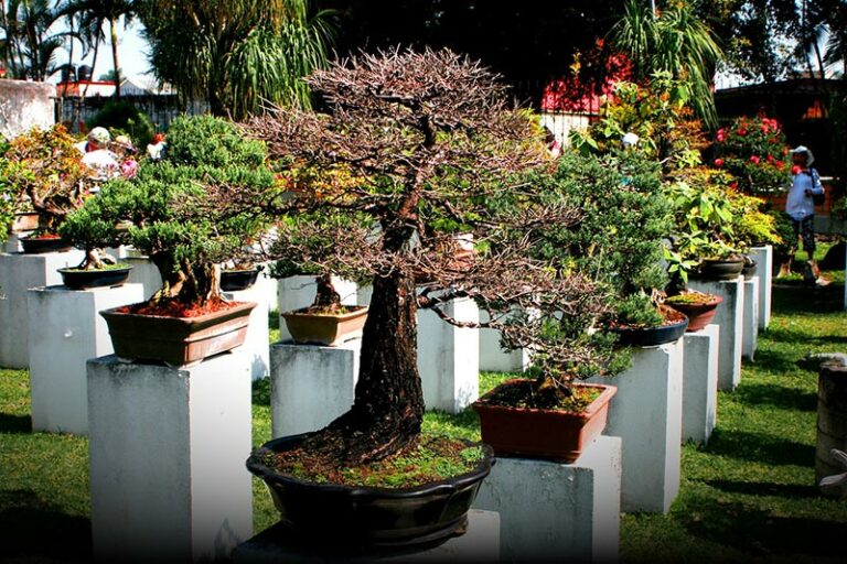 How Much Does a Bonsai Tree Cost? (2026 Price Guide) | Home Grail