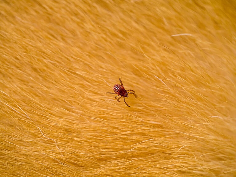 7 Types of Ticks in the US (With Pictures) | Home Grail