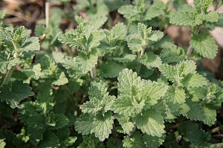 24 Wildflowers That Grow in Vermont (Identification Guide With Pictures ...