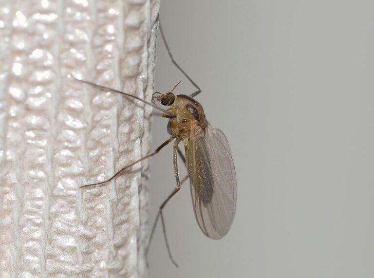 How to Catch or Kill Mosquitoes: 13 Tips & Tricks | Home Grail
