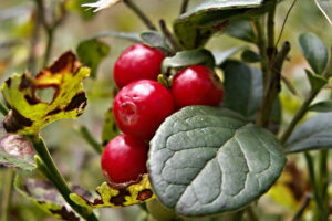 9 Types of Cranberries (With Pictures) | Home Grail