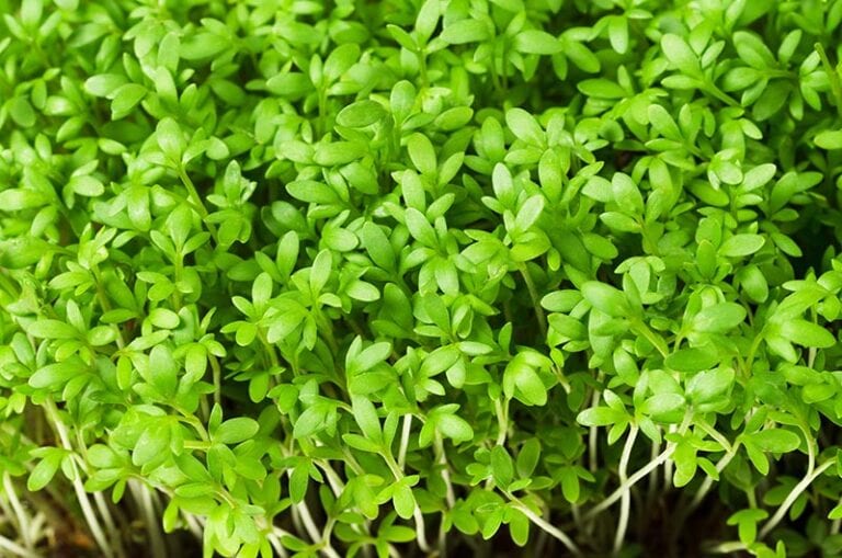 18 Types of Microgreens You Can Grow Yourself (With Pictures) | Home Grail