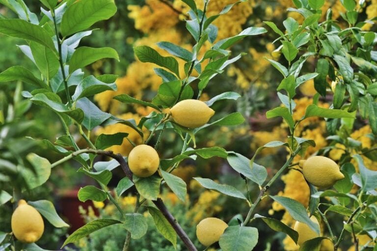 How Much & How Often to Water Lemon Trees? Season & Irrigation | Home Grail